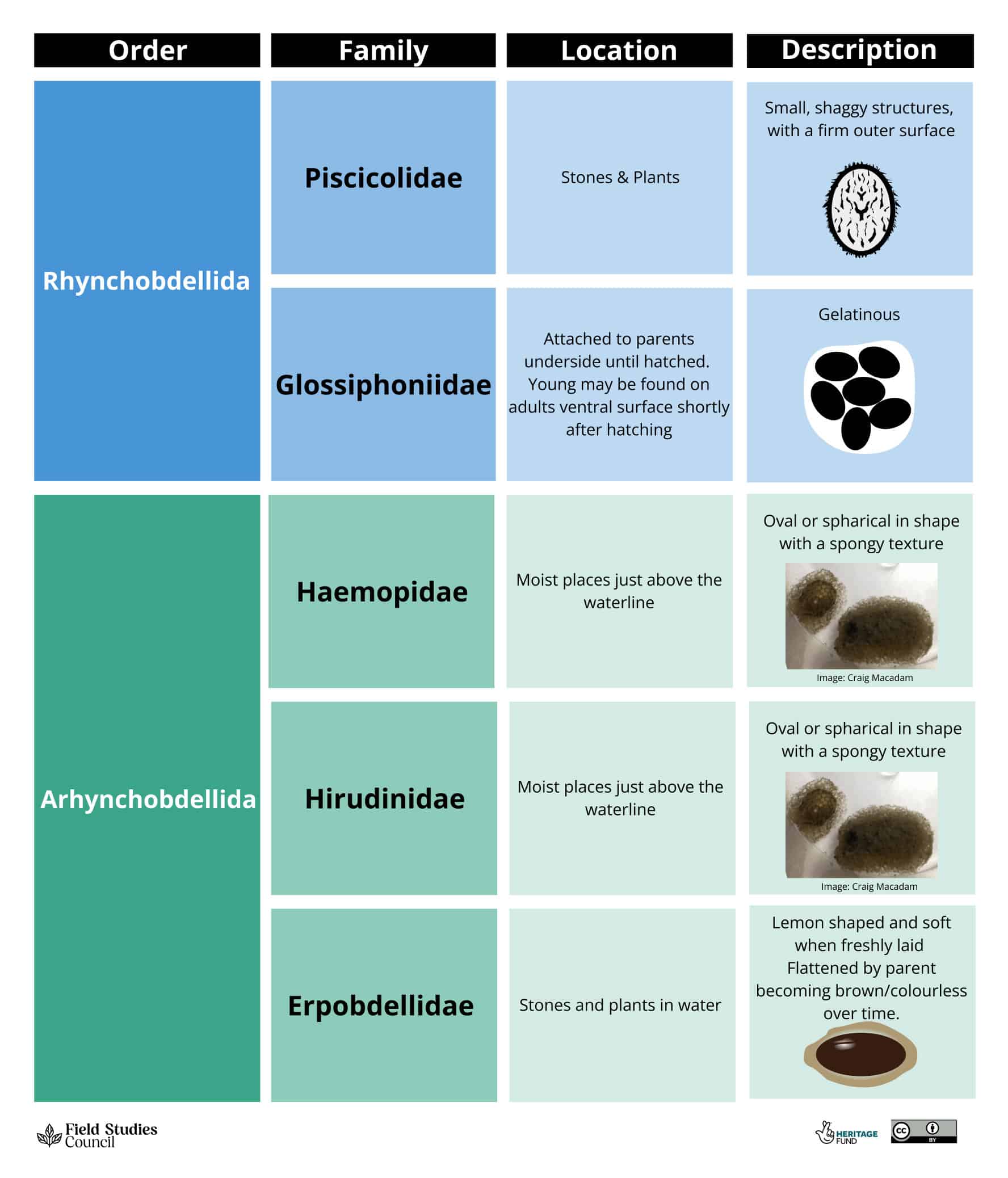 Freshwater Leeches - Identification and Ecology – Field Studies Council