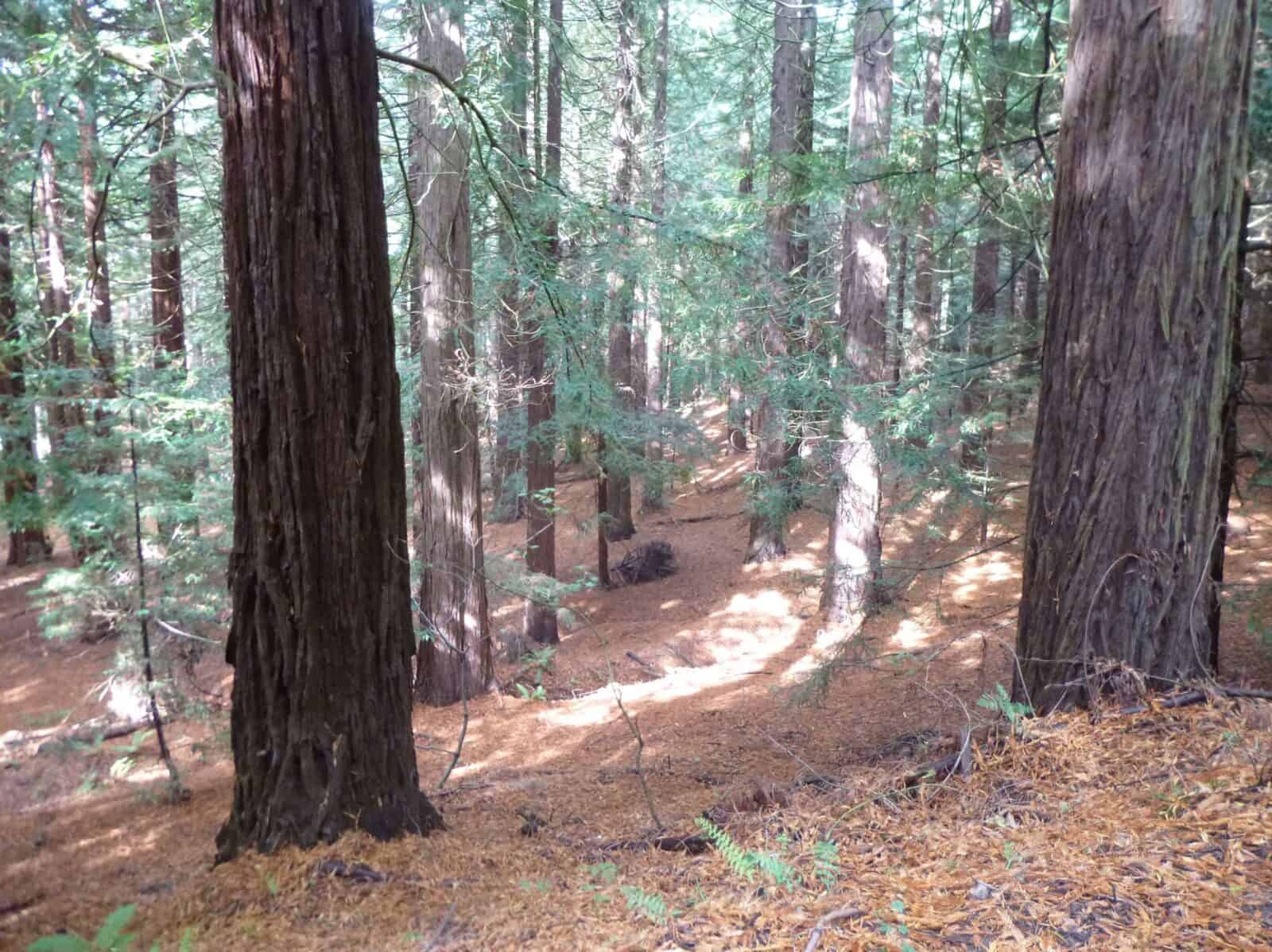 Conifer Identification – Tree Identifiation Course