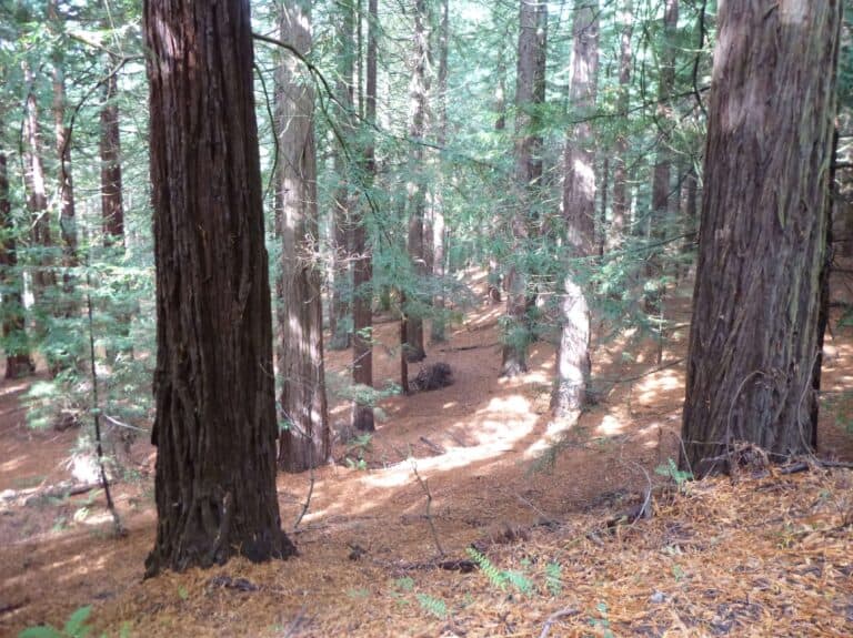 Conifer Identification – Tree Identifiation Course