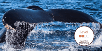 Marine Mammals – Field Studies Council