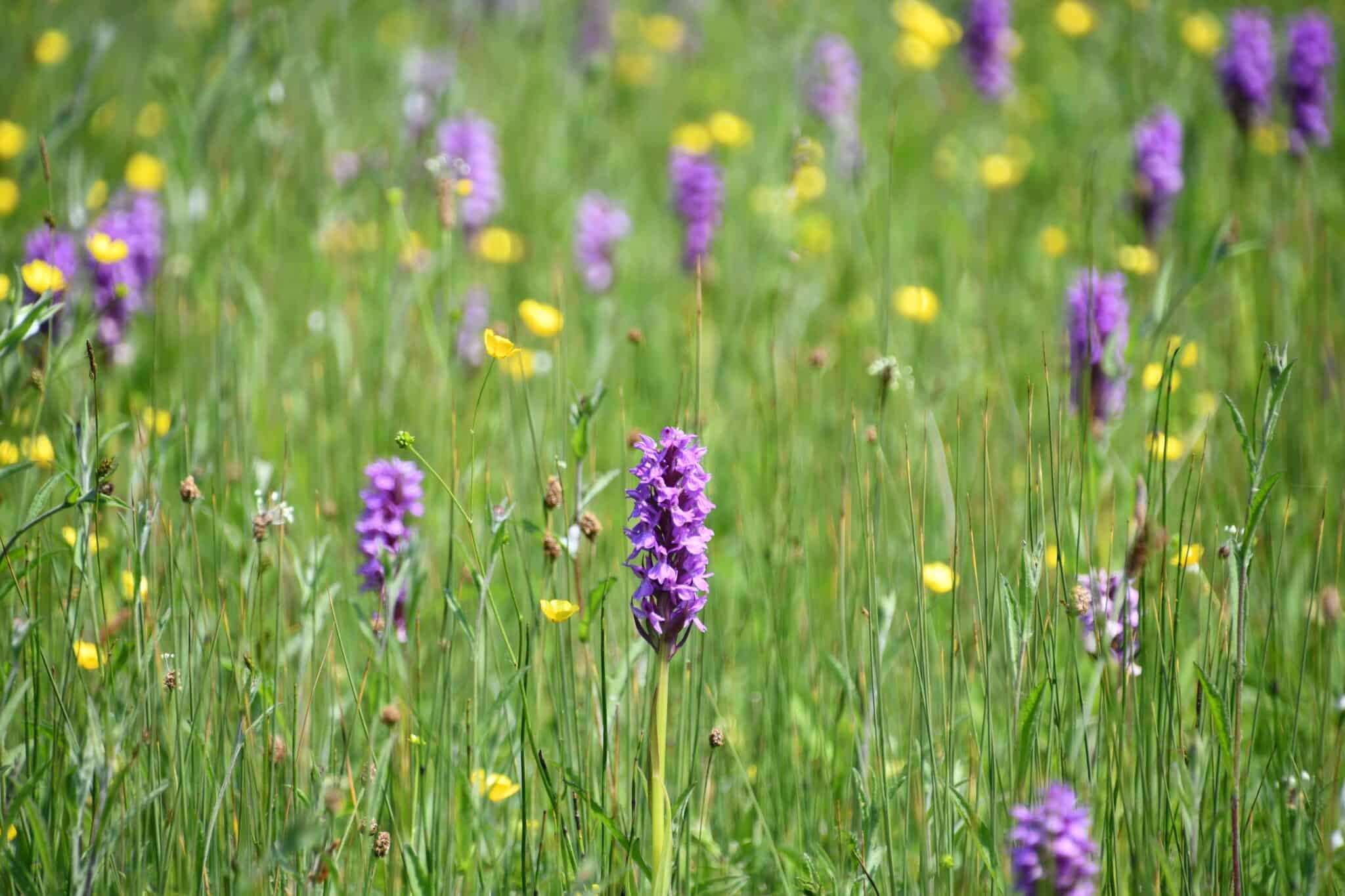 Using a Flora – Field Studies Council
