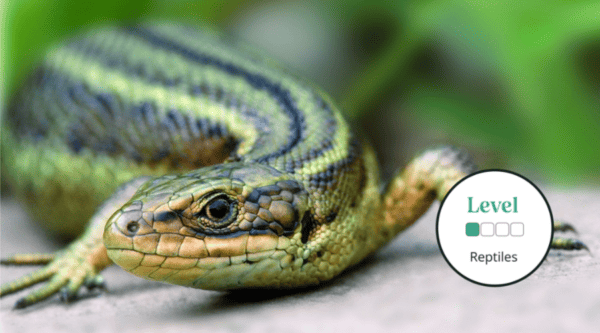 Discovering Reptiles: Identification and Ecology - Online – Field ...