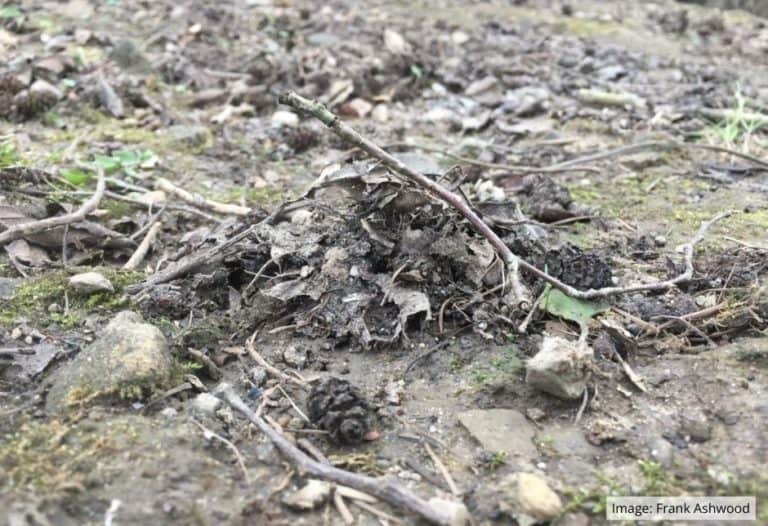 Discovering Earthworms - Online – Field Studies Council