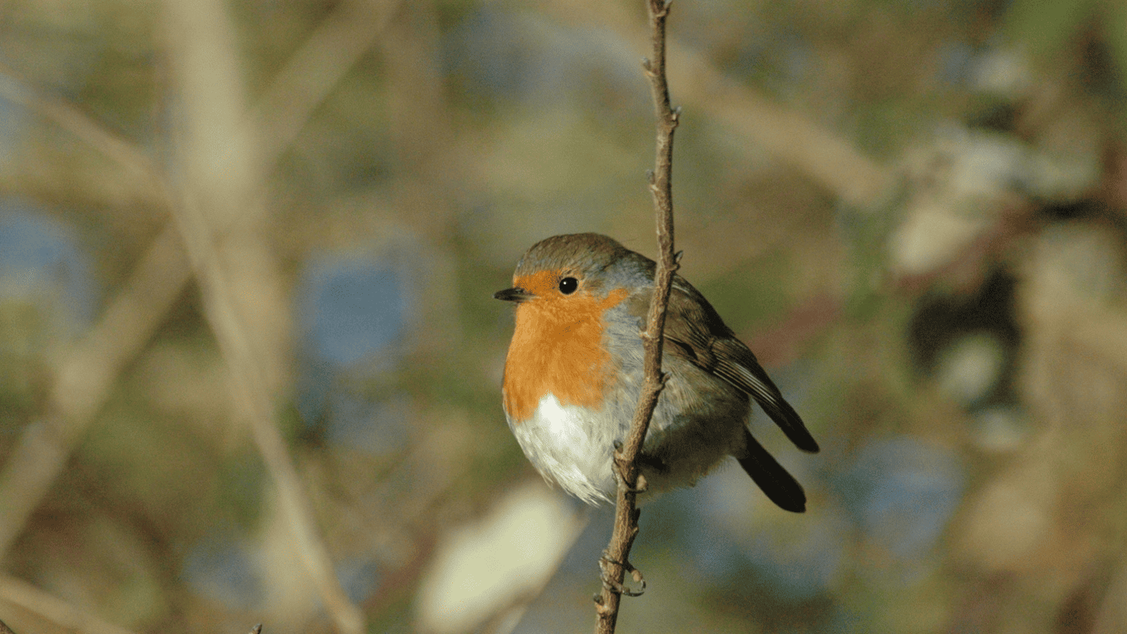 Explore Epping Forest: Autumn Nature and Wildlife Walk – Field Studies ...
