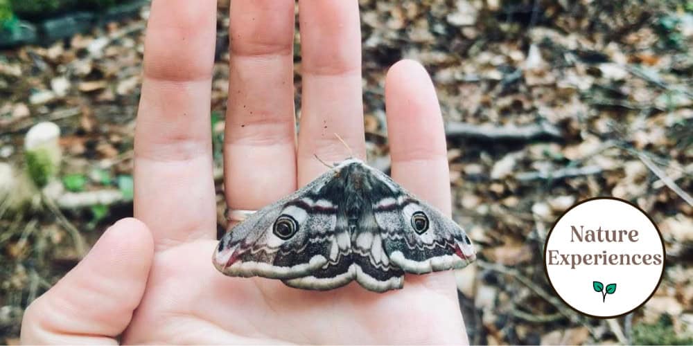 British Day Flying Moths Identification Guide | FSC Moths Guide