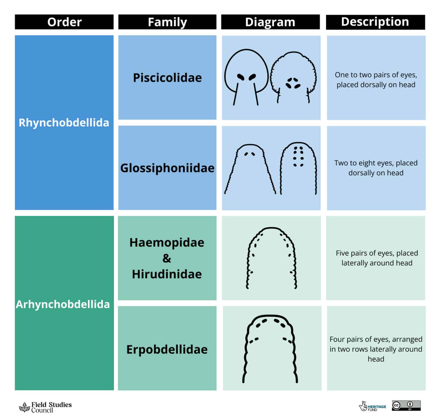 Freshwater Leeches - Identification and Ecology – Field Studies Council