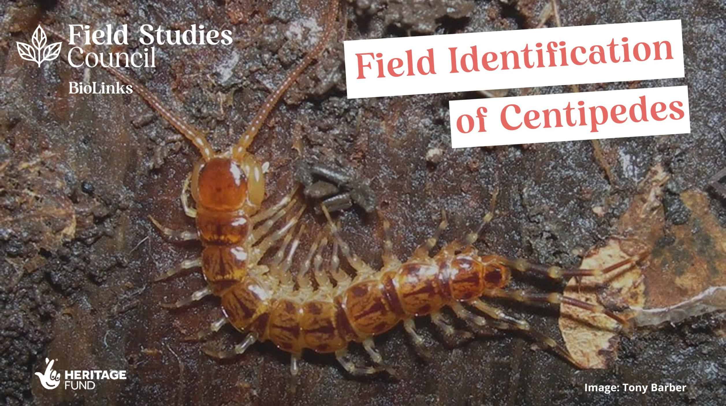 Centipedes and Millipedes Courses | Field Studies Council