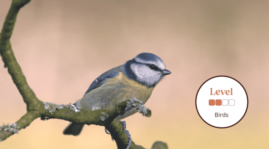 Field Ecology of Garden Birds – Field Studies Council