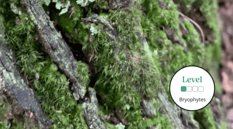 Bryophytes Mosses