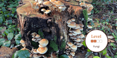 All Courses – Field Studies Council