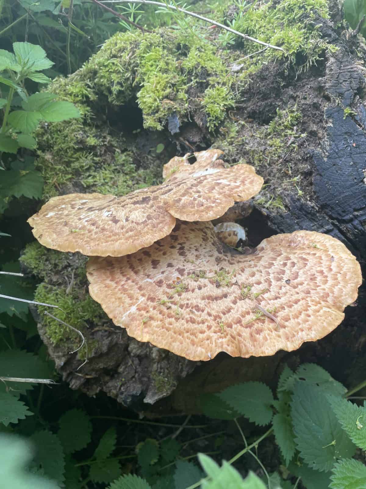 Identifying Fungi and Using Keys - Online – Field Studies Council