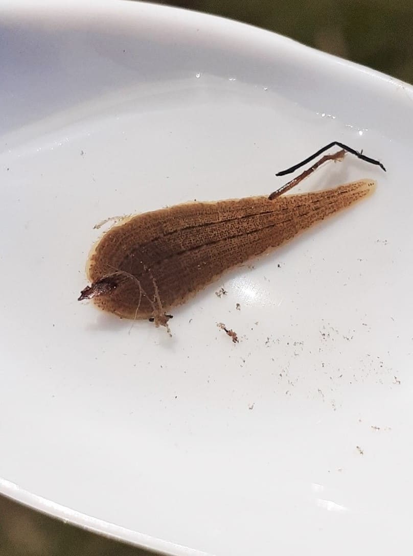 Freshwater Leeches - Identification and Ecology – Field Studies Council