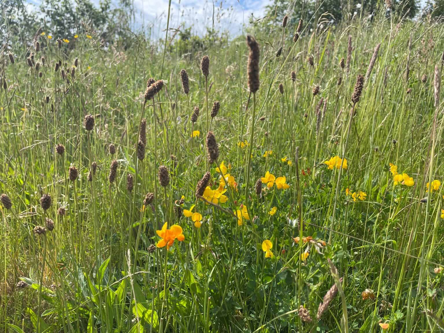 Grasses: Identifying Common Species – Field Studies Council