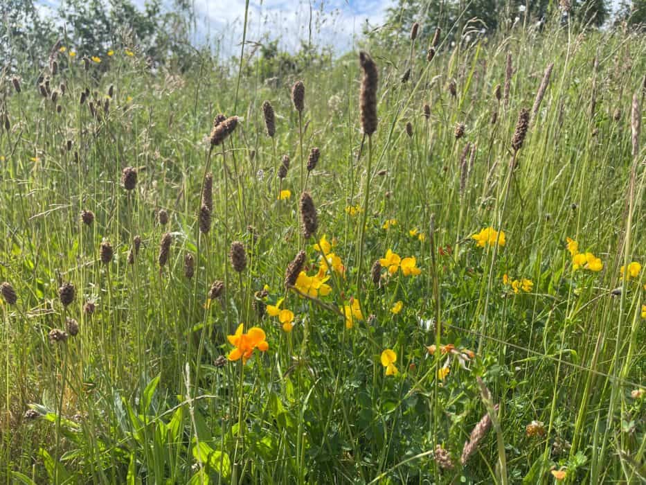 Identifying Grasses Using Vegetative Features – Field Studies Council ...