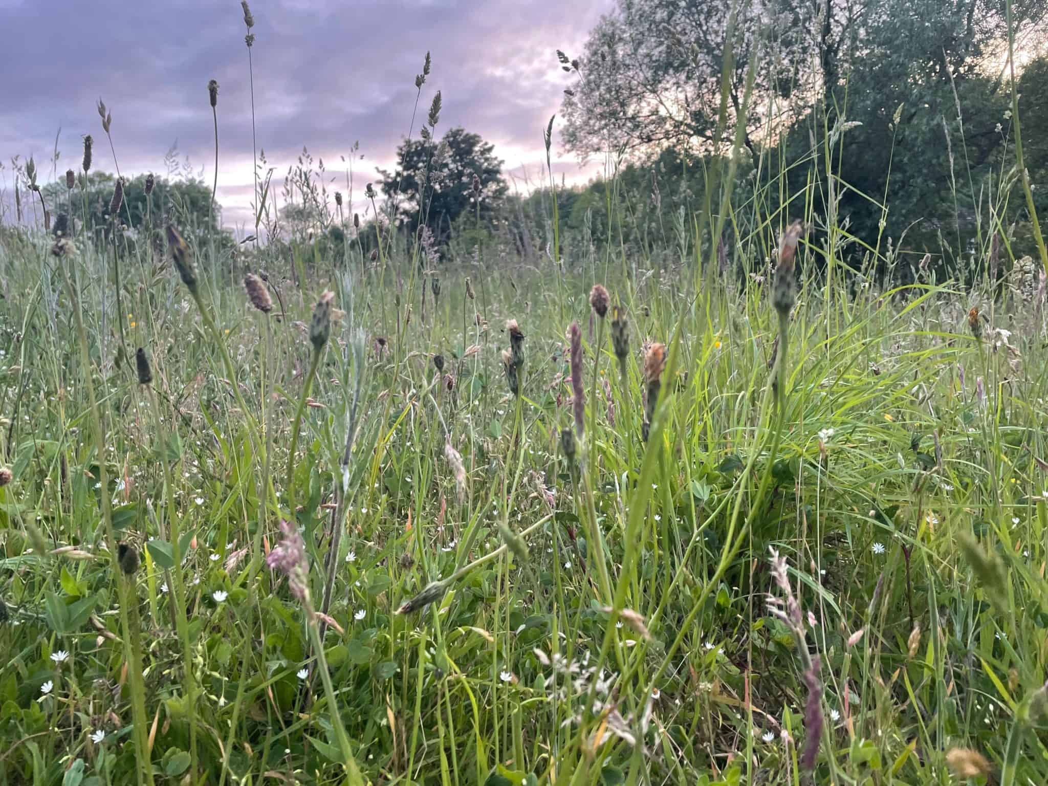 Grasses, Sedges and Rushes: Ecology and Identification - HAU – Field ...