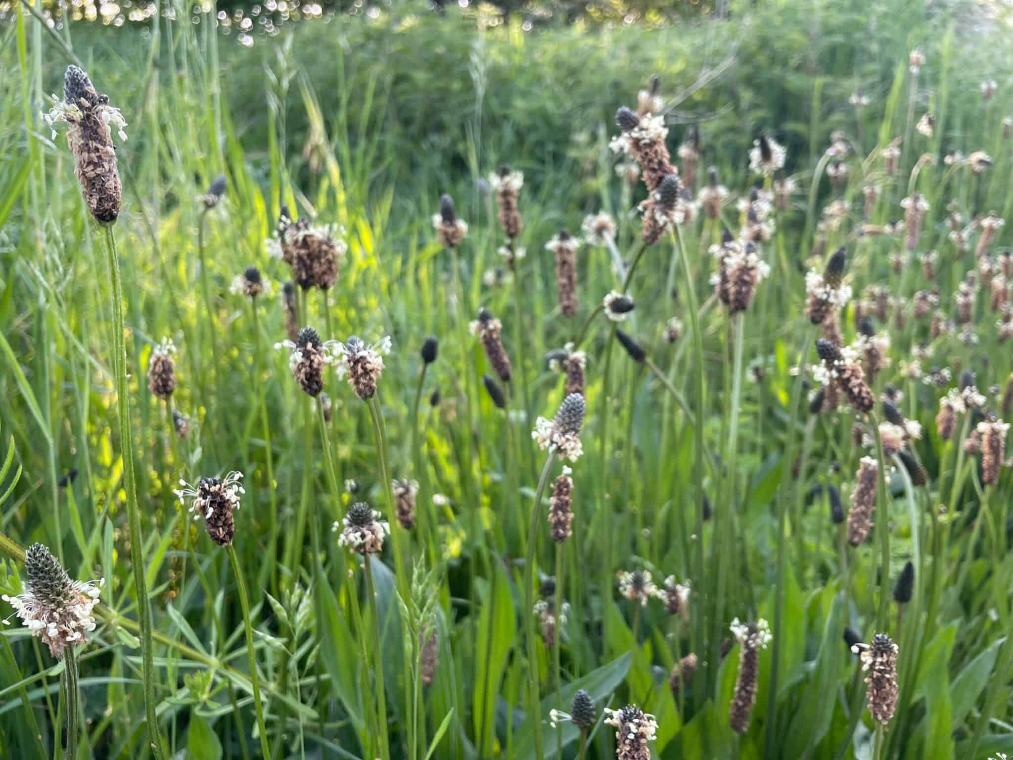 Grasses, Sedges and Rushes – Field Studies Council