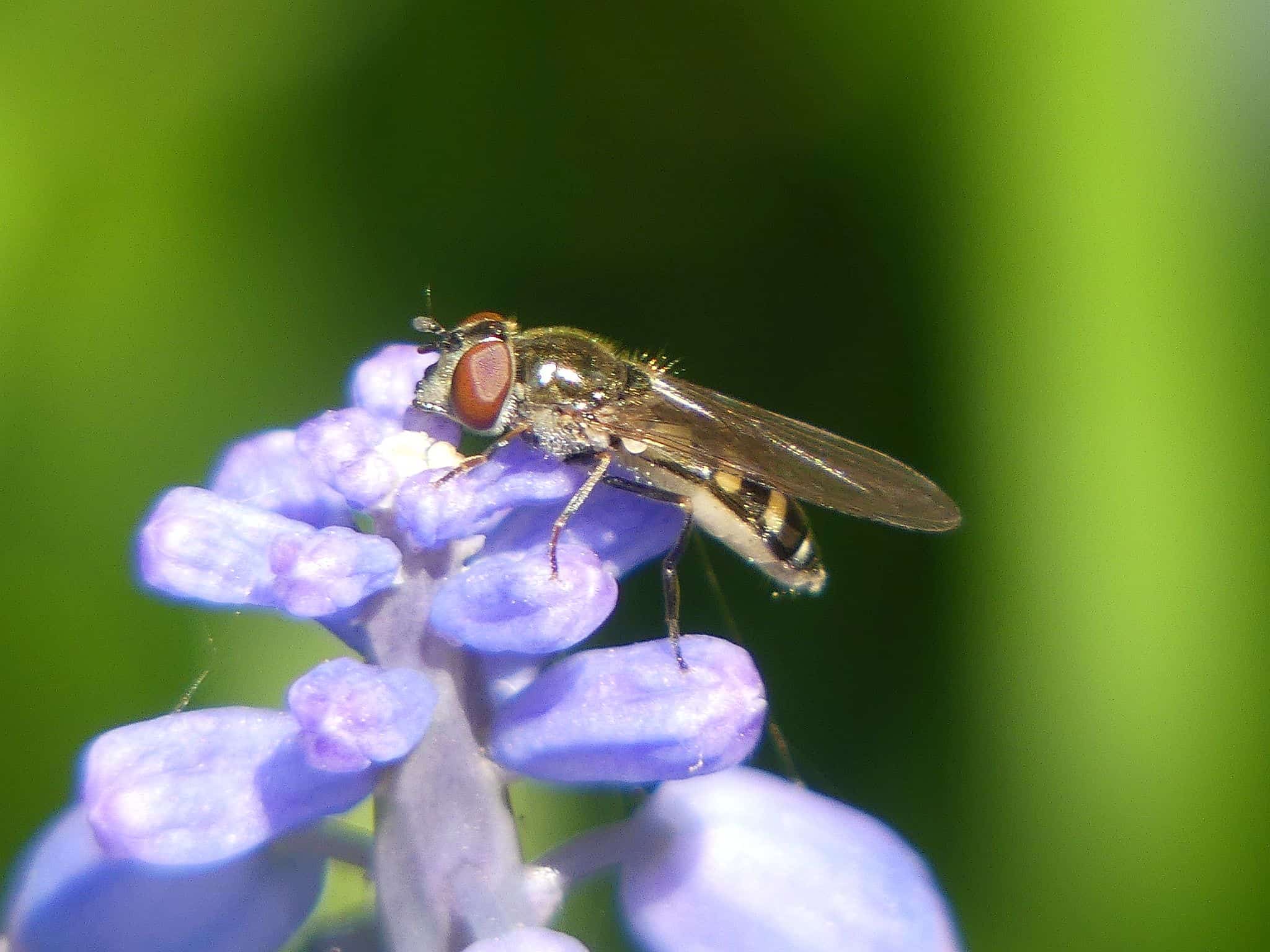 True Flies – Field Studies Council