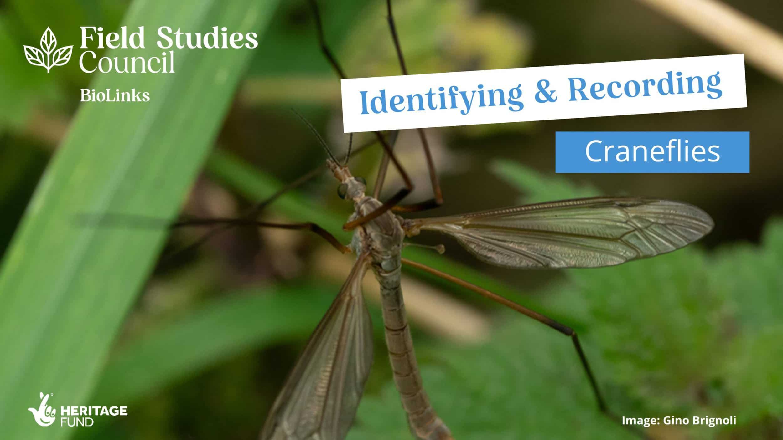 True Flies – Field Studies Council