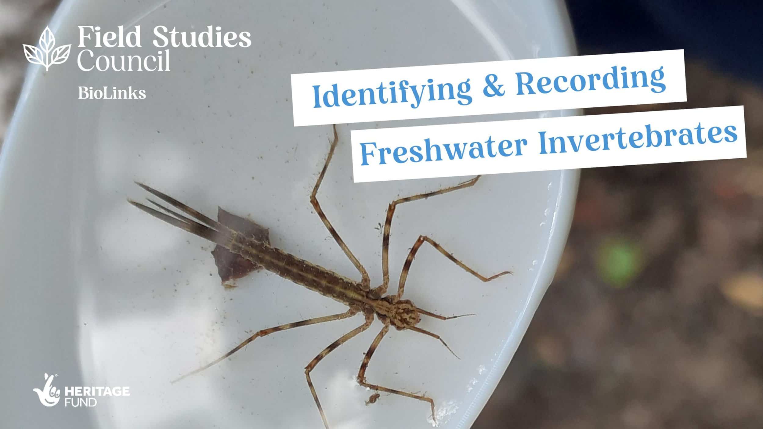 Freshwater Ecology – Field Studies Council