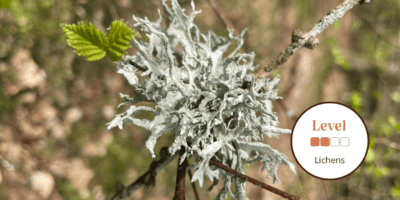 Identifying Lichens – Field Studies Council
