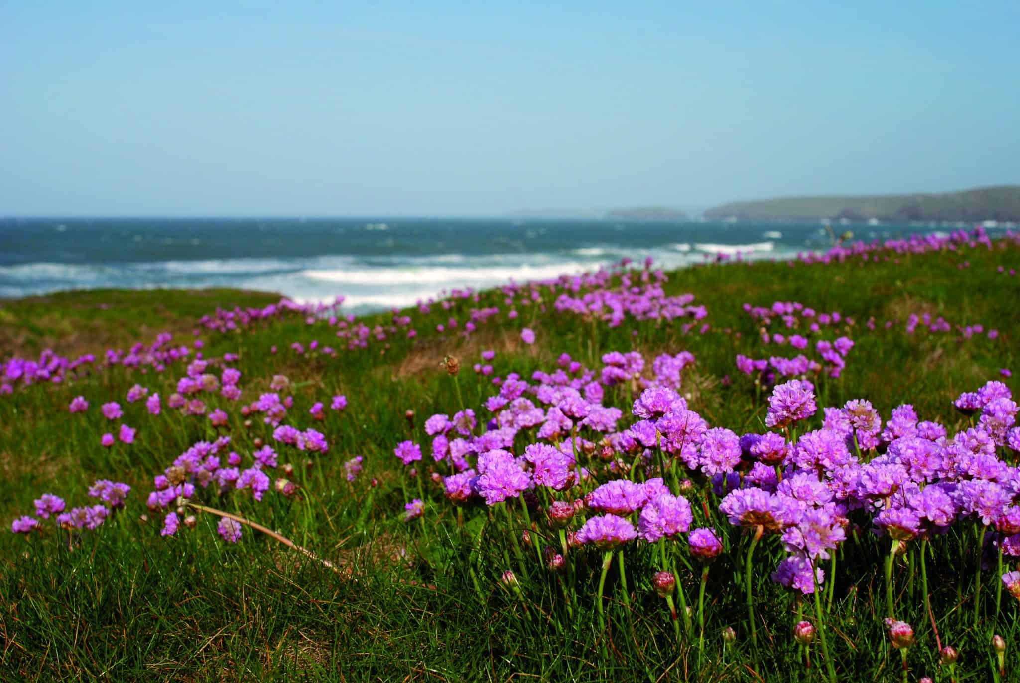 Identifying and Comparing Coastal Plants Course – Field Studies Council