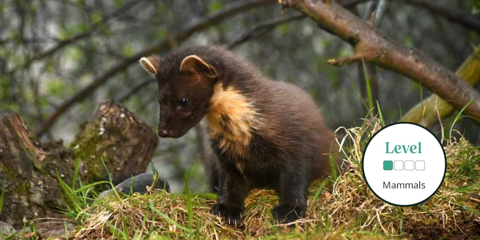 Introduction to Mustelids - Online