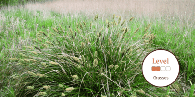 Grasses, Sedges and Rushes – Field Studies Council