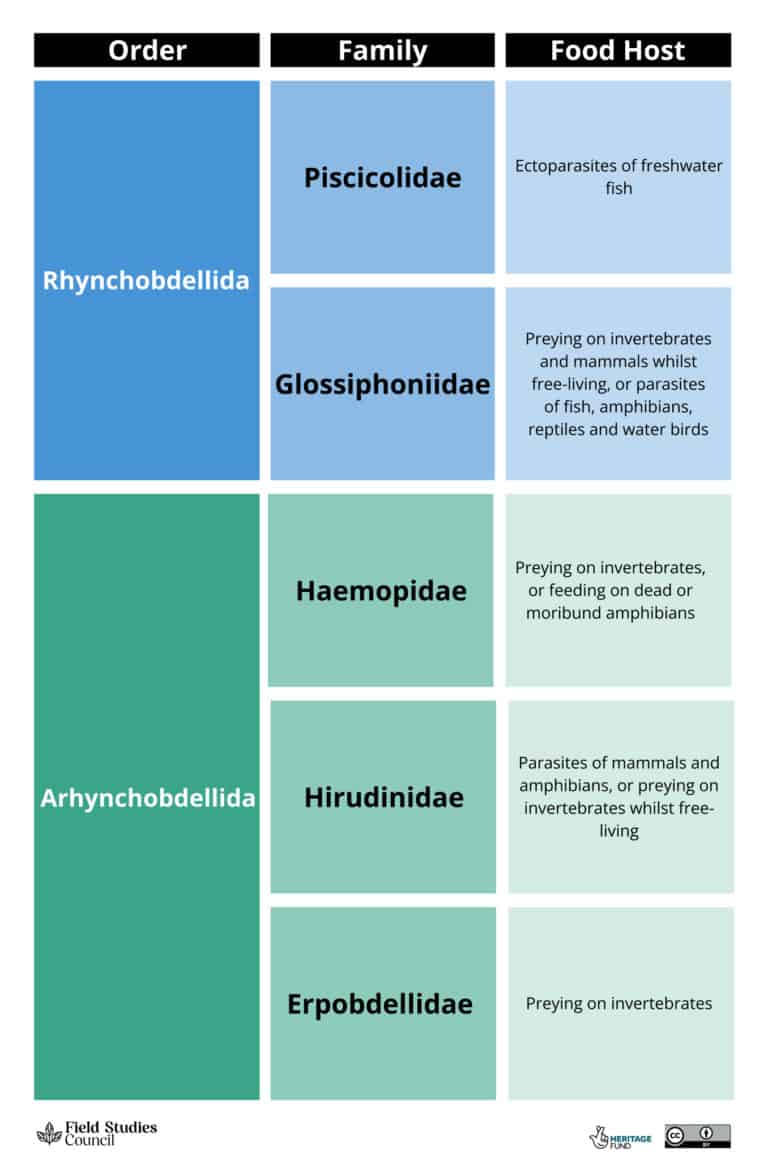 Freshwater Leeches - Identification and Ecology – Field Studies Council