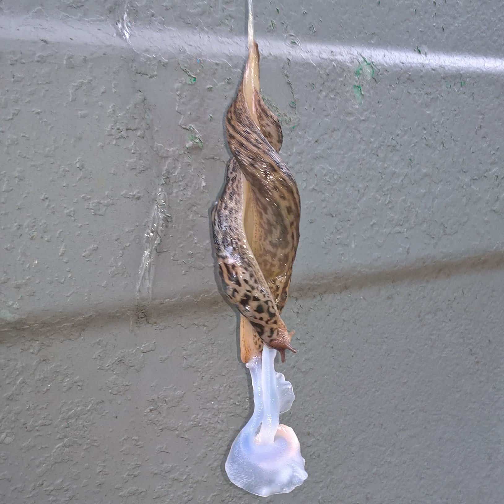 Slugs and Snails – Field Studies Council