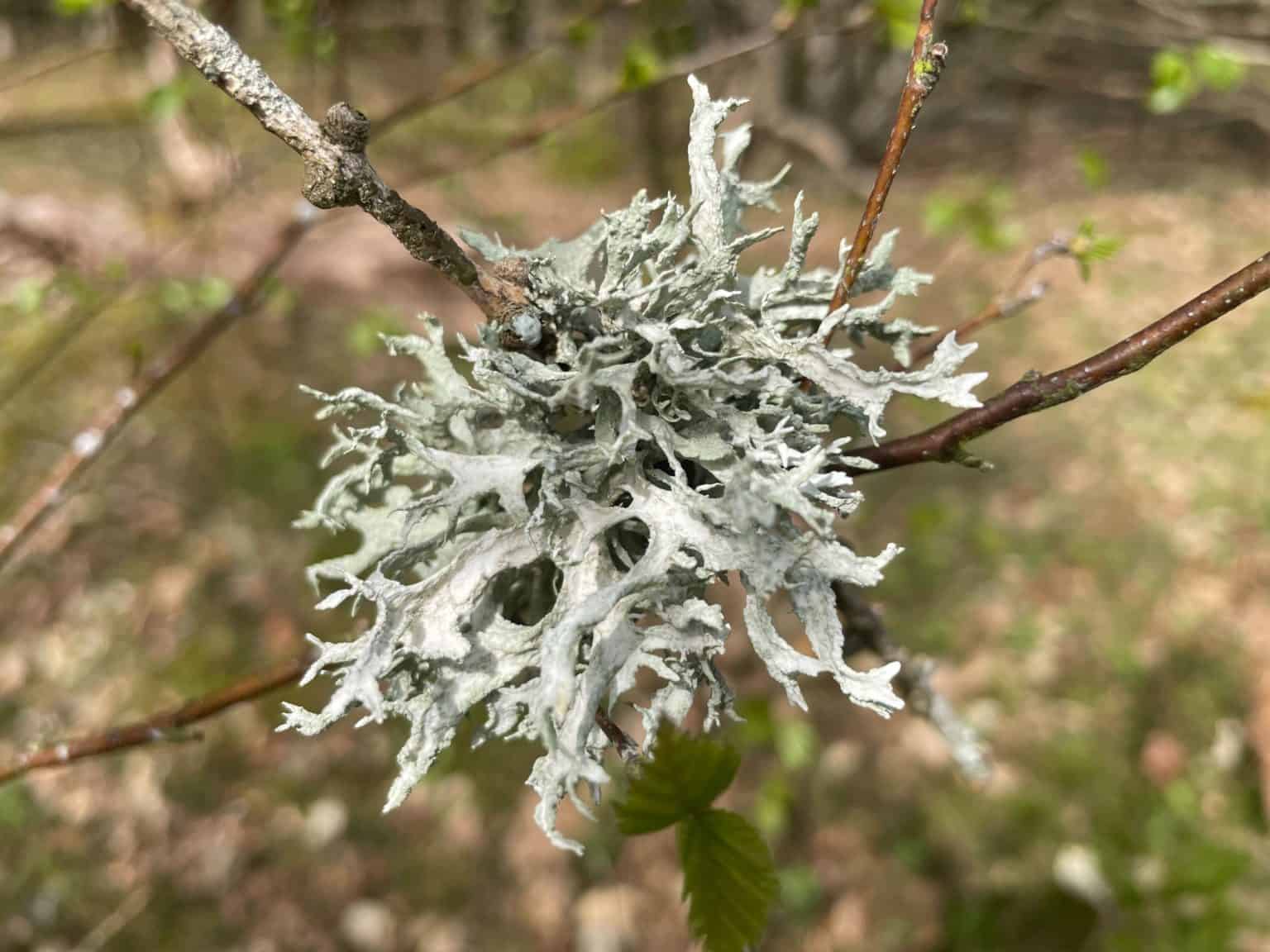 Identifying Lichens – Field Studies Council