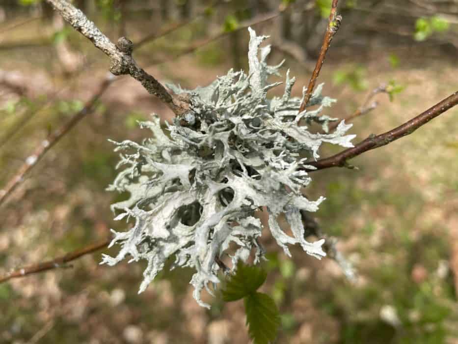 Identifying Lichens – Field Studies Council