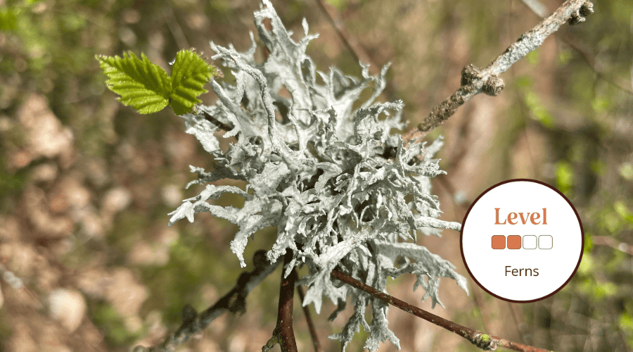Identifying Lichens | Course for beginners | Introduction