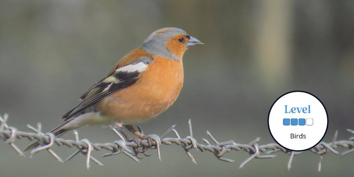 Bird Survey Techniques – Field Studies Council