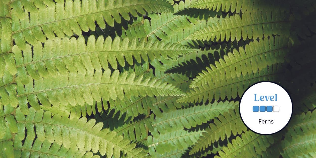 Ferns guide – Field Studies Council