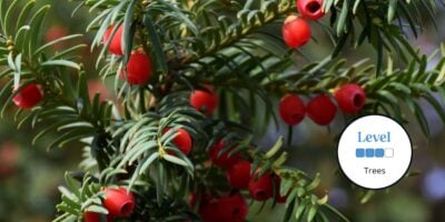 Conifer Identification – Tree Identifiation Course
