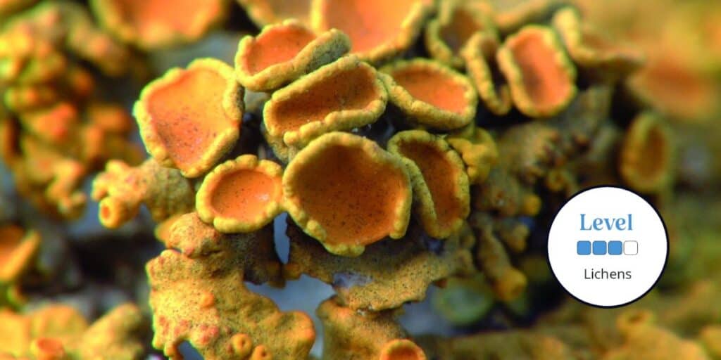 Identifying Lichens as Indicators of Environmental conditions - 26/10 ...