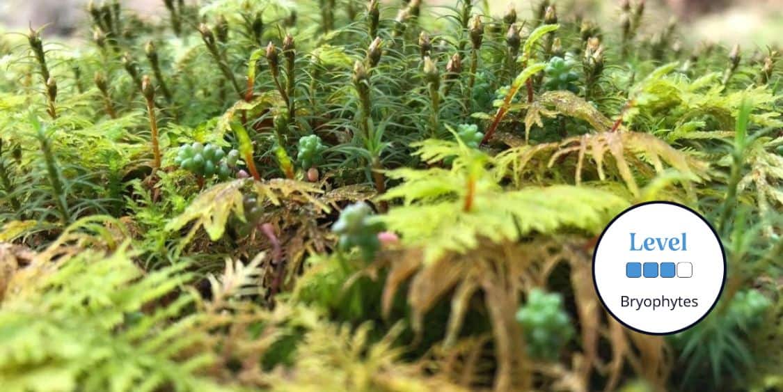 Woodland mosses guide – Field Studies Council