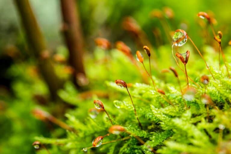 Bryophytes: An Introduction – Field Studies Council