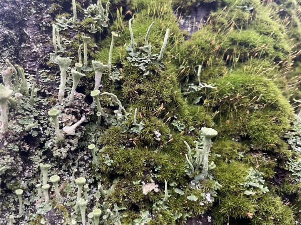 Bryophytes: An Introduction – Field Studies Council
