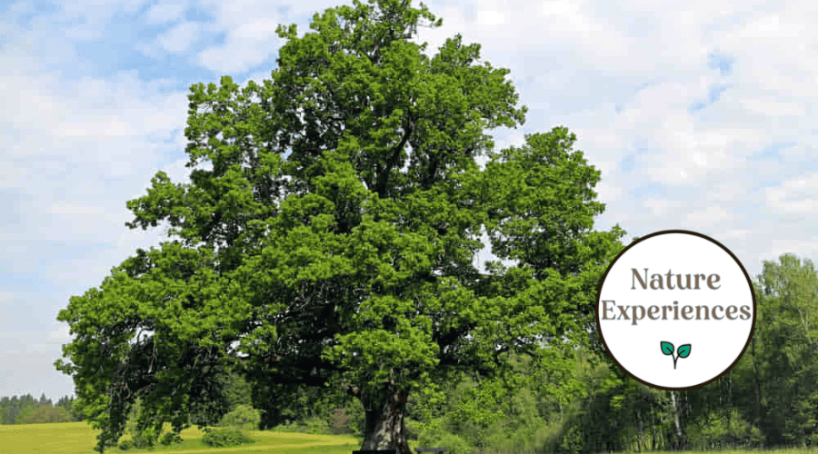 Ancient Trees of the British Landscape – Field Studies Council