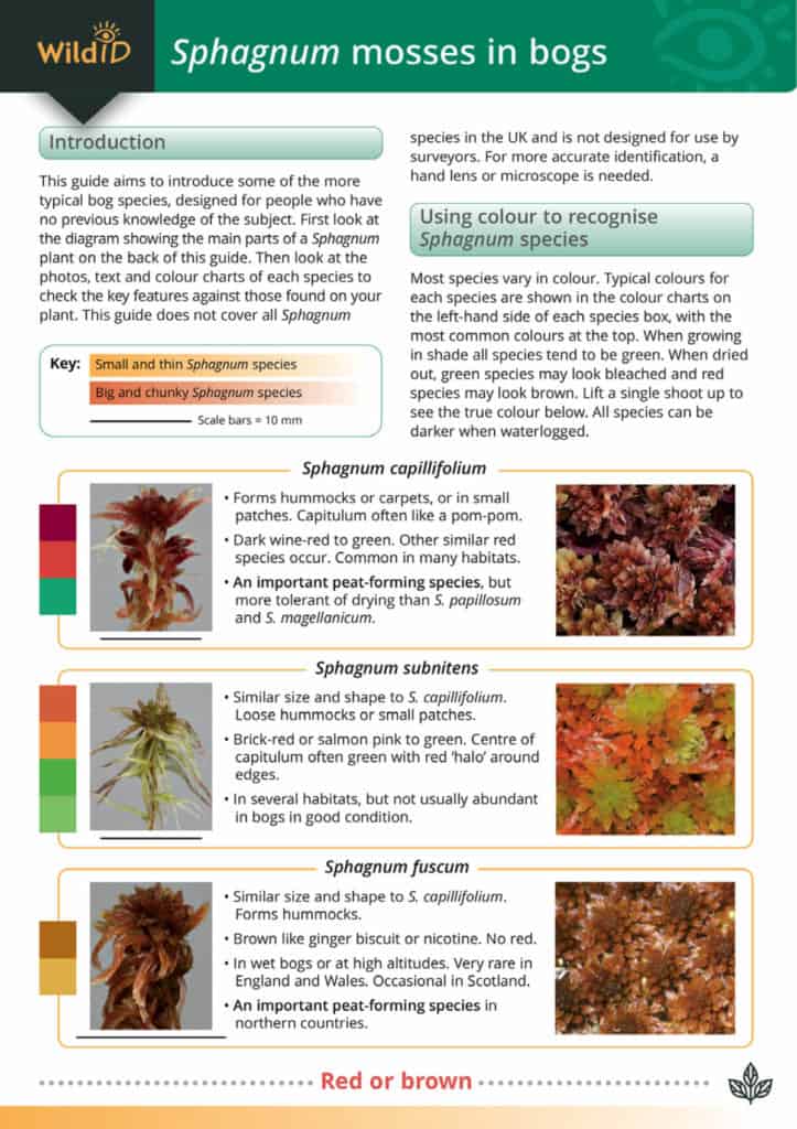 Sphagnum mosses guide – Field Studies Council