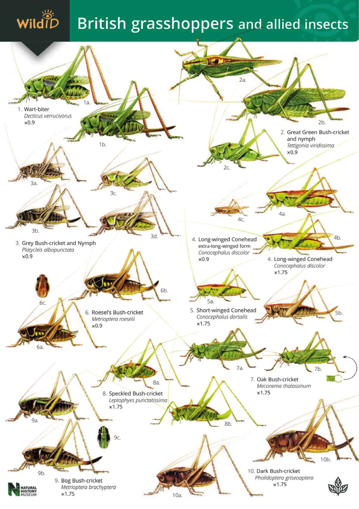 Grasshoppers guide – Field Studies Council