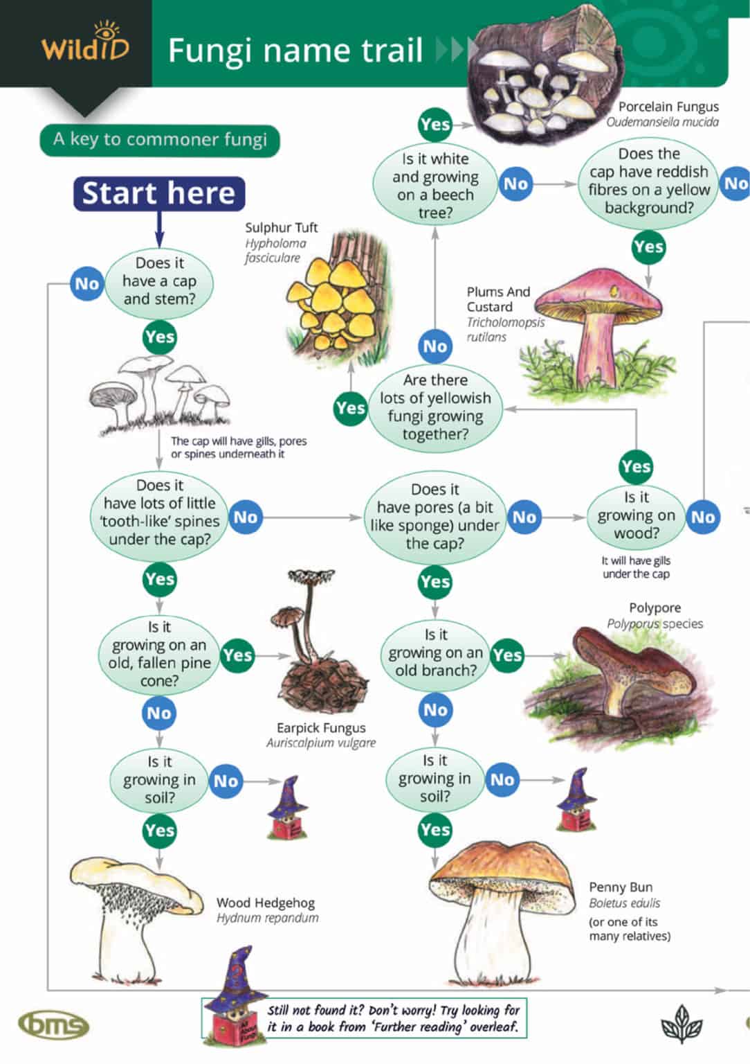 Fungi name trail guide – Field Studies Council