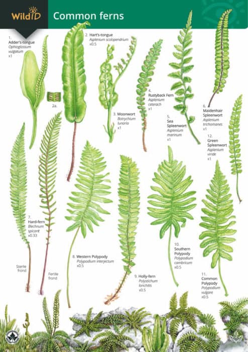 Ferns guide – Field Studies Council