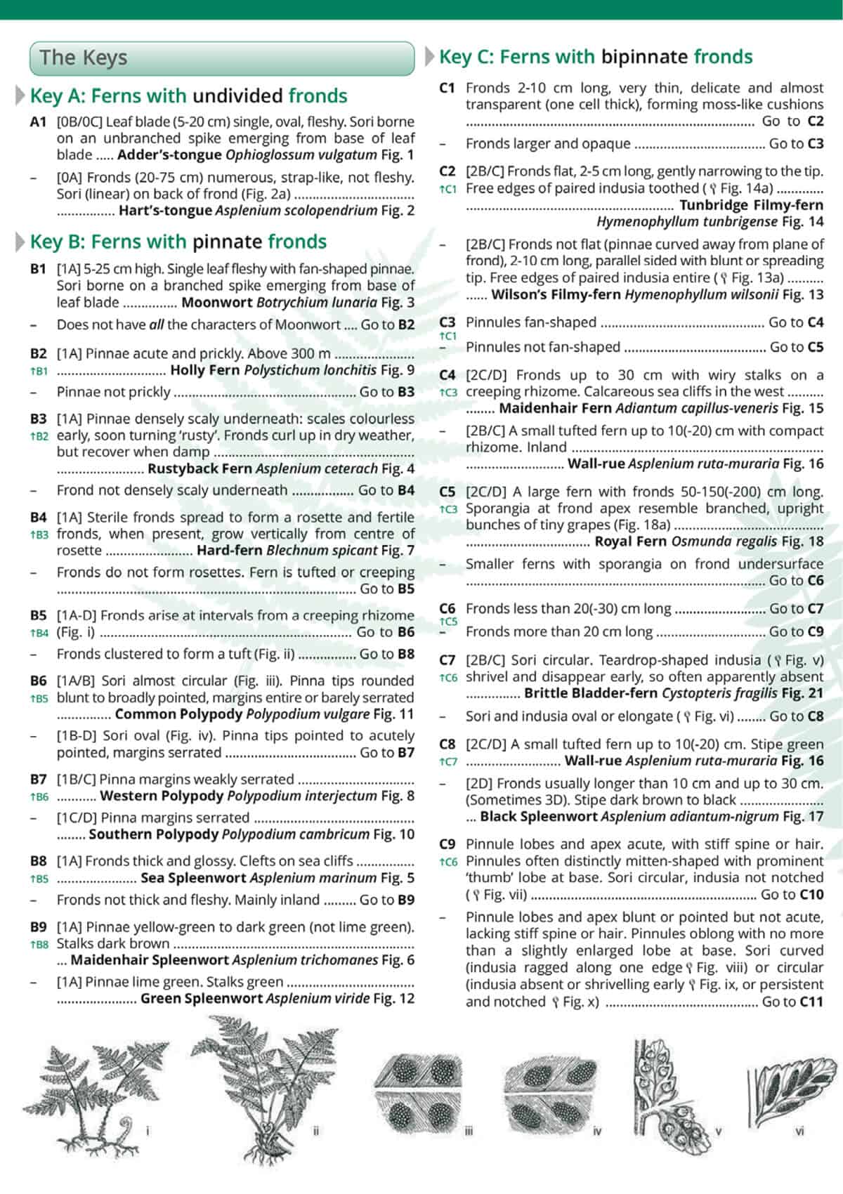 Ferns guide – Field Studies Council