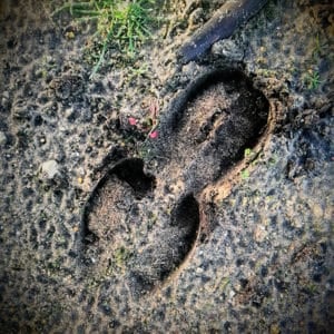 Wildlife Tracks and Signs: An Introduction – Field Studies Council