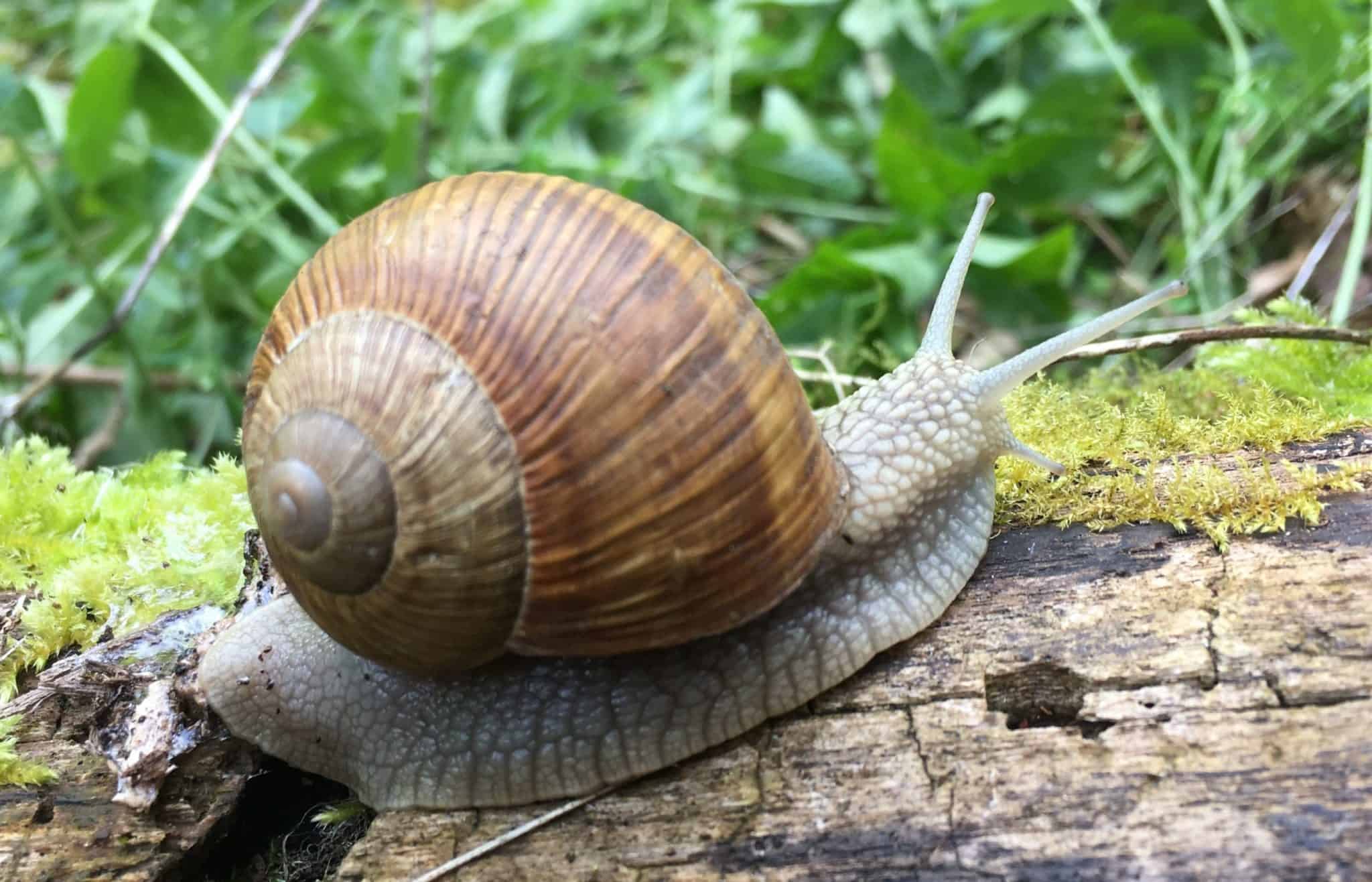 Slugs and Snails – Field Studies Council
