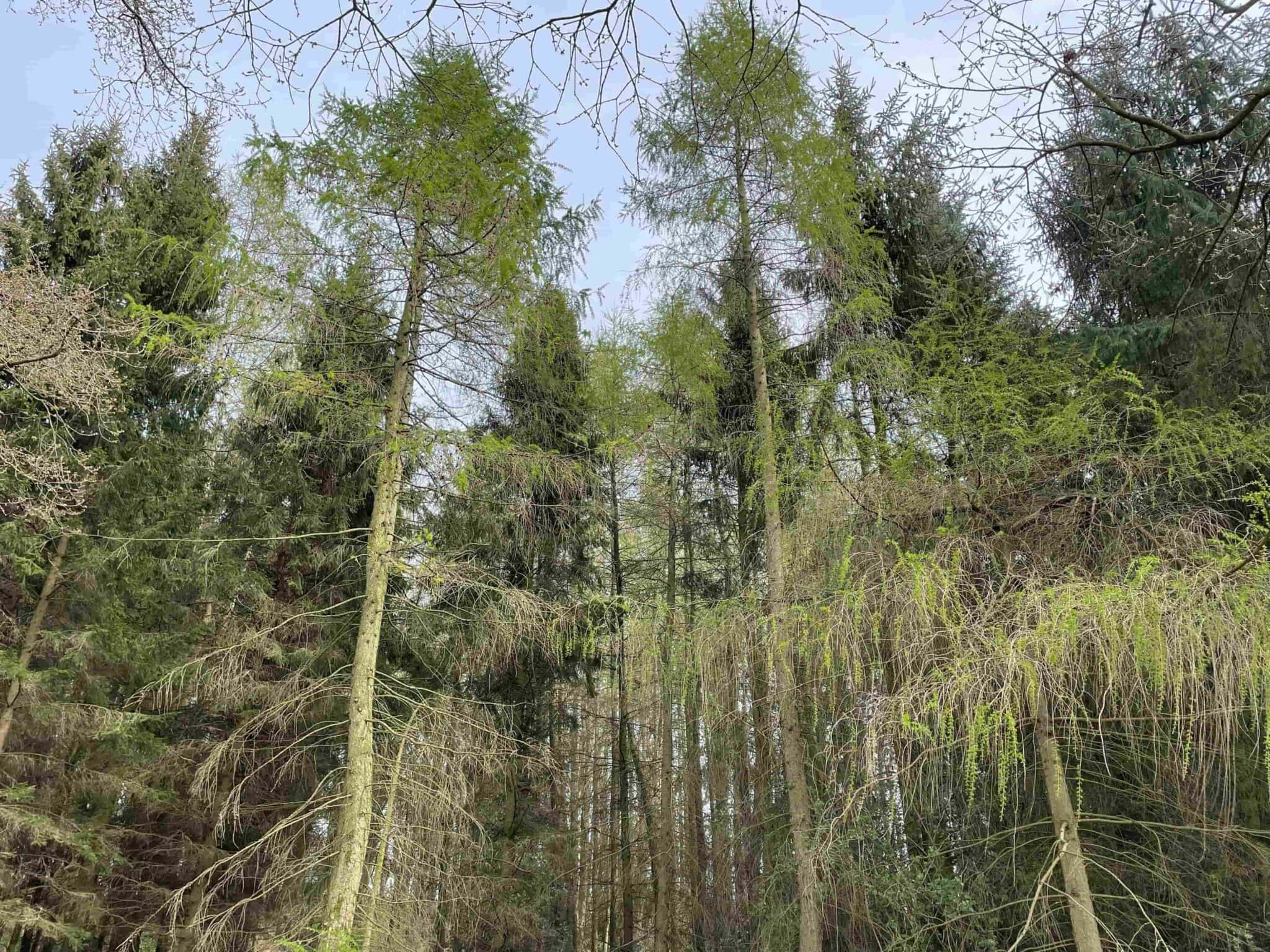 Wildflowers: Identifying Woodland Plants – Field Studies Council