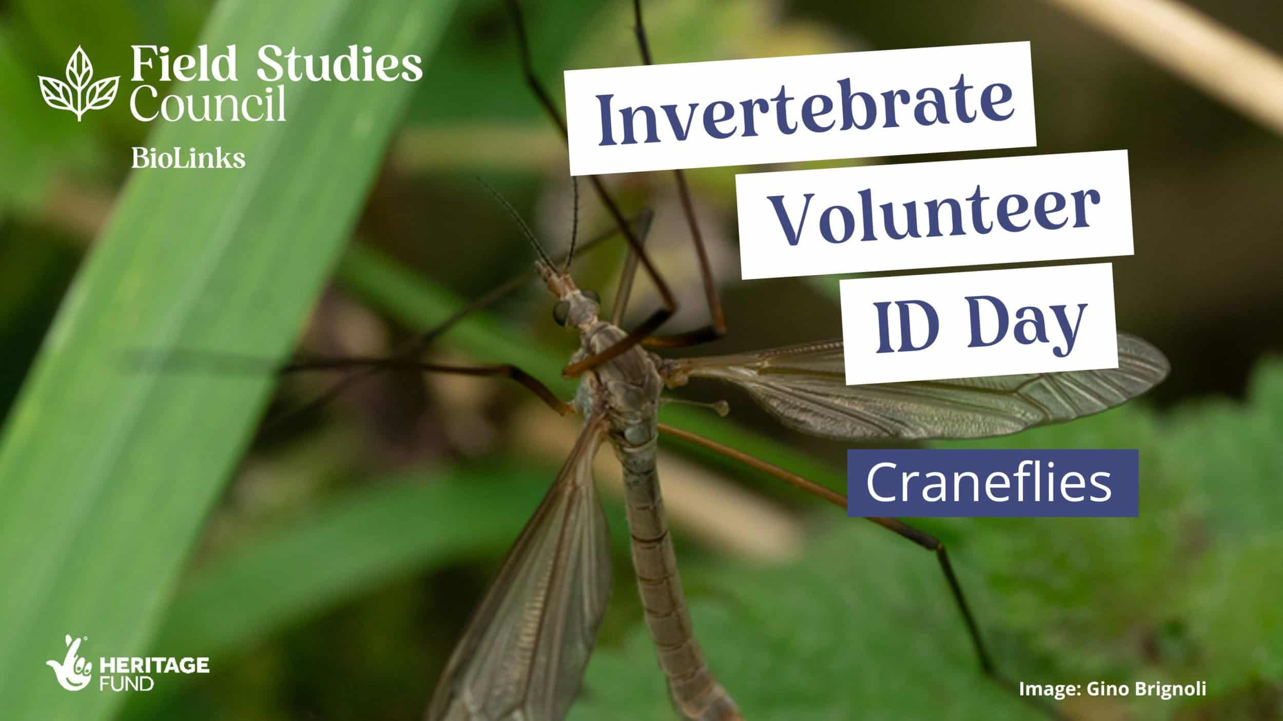 True Flies – Field Studies Council