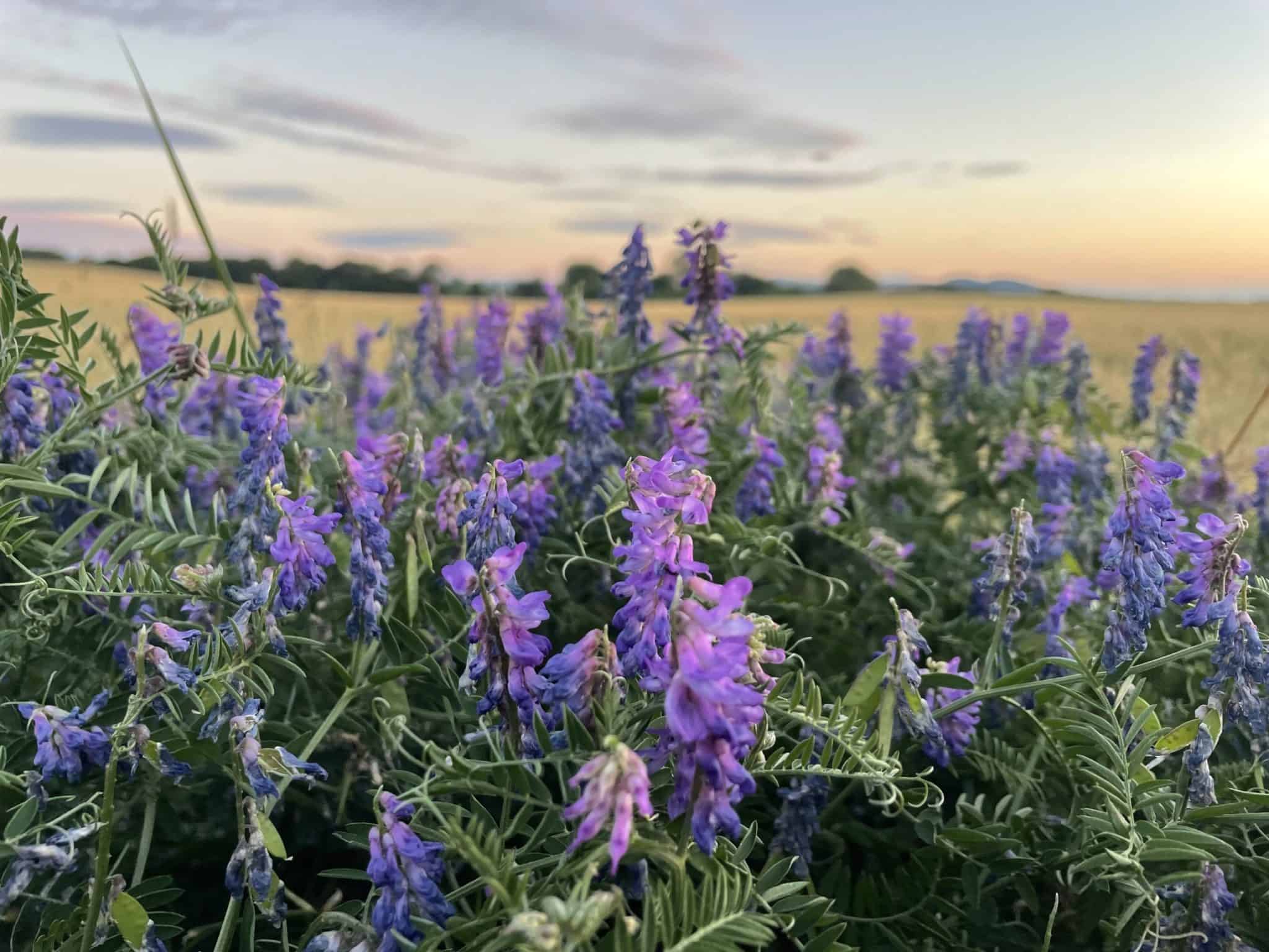 Discovering Botany - Online – Field Studies Council